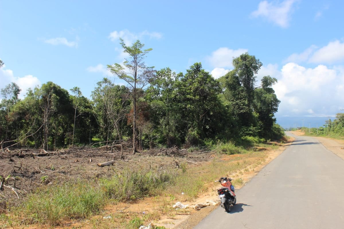 A remote Indonesian district juggles road building with nature conservation