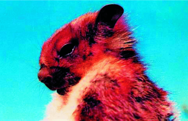 New species of giant flying squirrel brings hope to one of the world’s ...