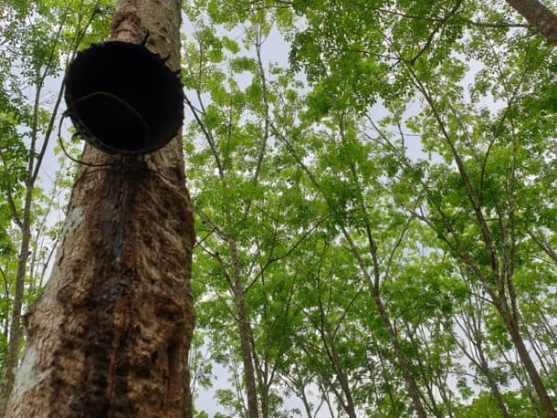 How rubber farmers can reduce risk and help the environment (commentary)