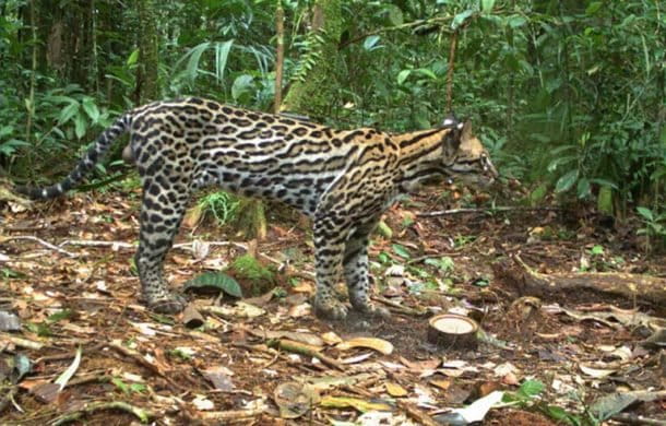 Camera trap study reveals Amazon ocelot's survival strategies