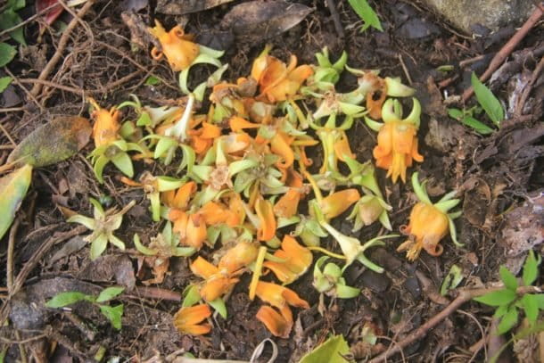 'Radically changing' a rare Mauritian plant's story: Q&A with ecologist ...