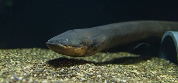 Shocking news: There are actually three species of electric eel in the ...