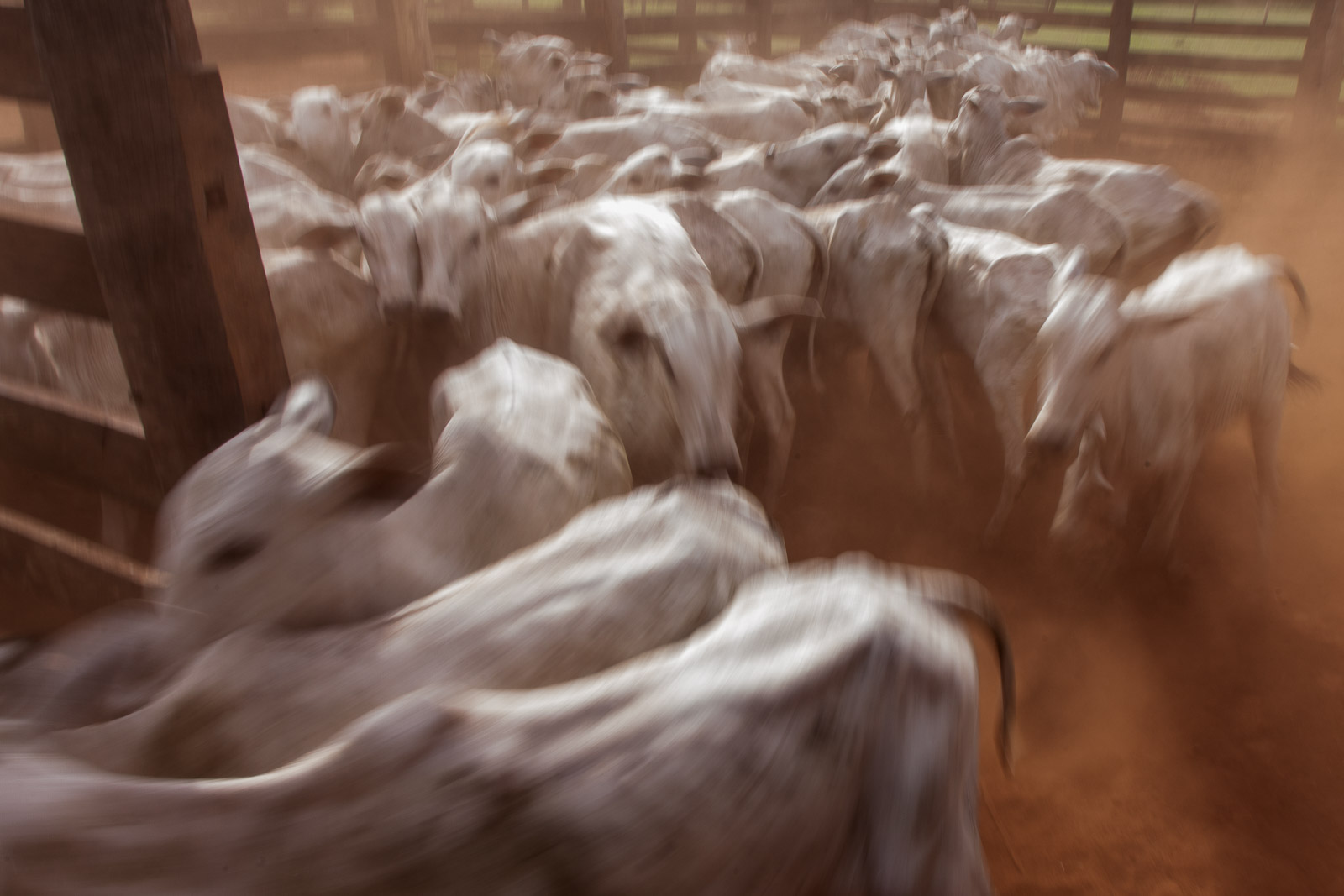 World’s biggest meatpackers buying cattle from deforesters in Amazon