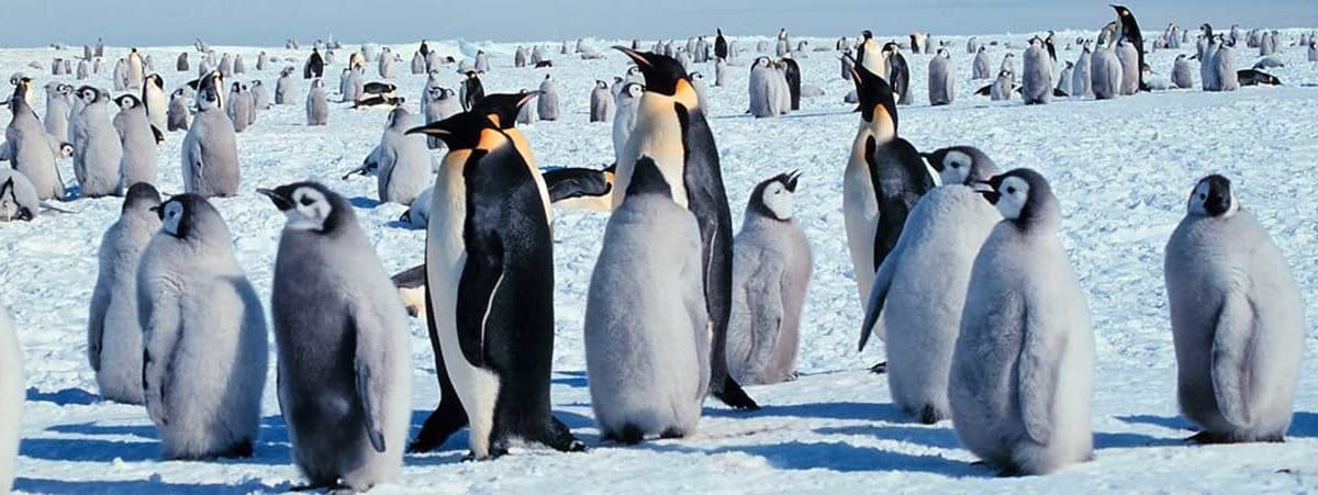 As climate crisis deepens, wildlife adapts, maybe with lessons for us