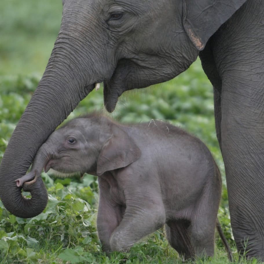 Malaka Rodrigo Archives - Page 4 of 4 - Conservation news