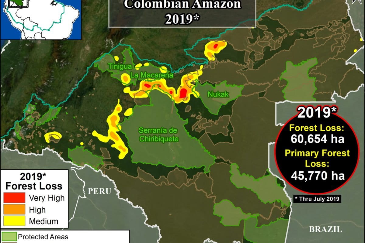 As the Amazon burns, Colombia’s forests decimated for cattle and coca