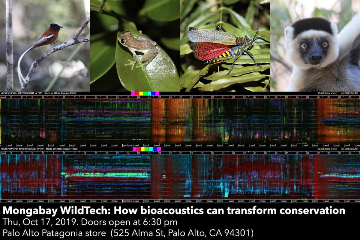 How bioacoustics can transform conservation - Wildtech event in Palo Alto