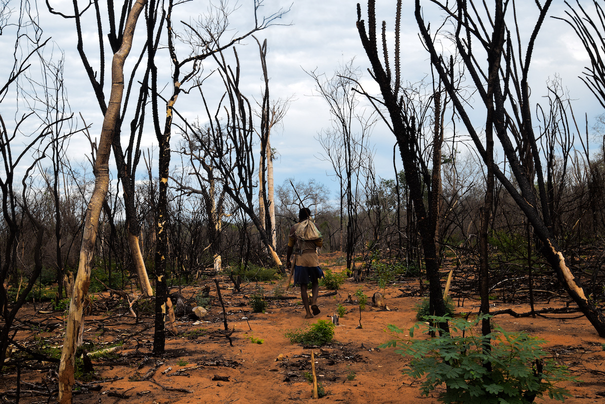 Demand for charcoal threatens the forest of Madagascar’s last hunter ...