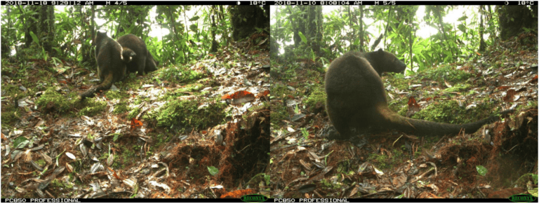 Bouncing back: The recovery of the tenkile tree kangaroo
