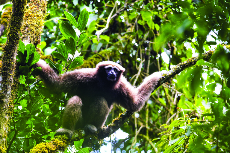 Orangutan Tapanuli Masuk Daftar Primata Paling Terancam Punah di Dunia