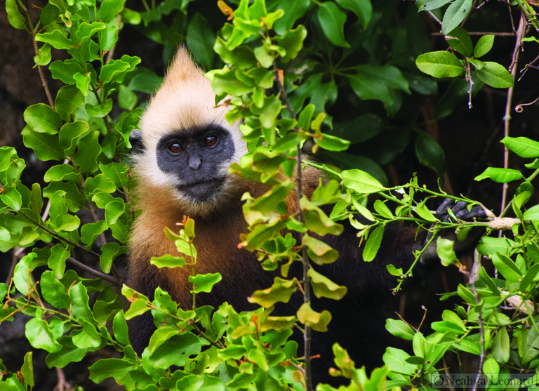 Orangutan Tapanuli Masuk Daftar Primata Paling Terancam Punah di Dunia