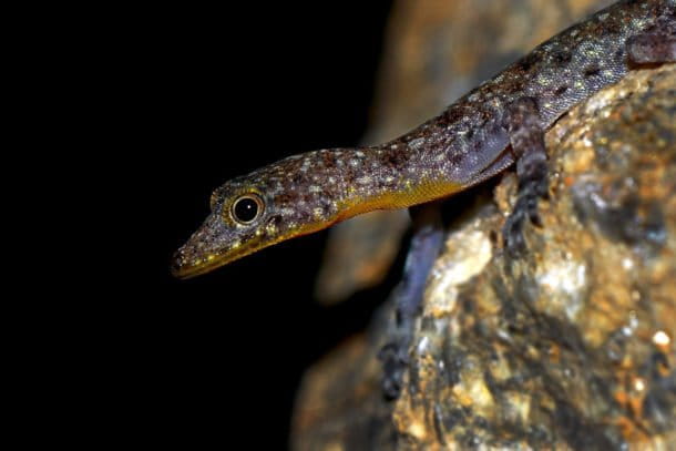 Photos: Meet the surprisingly diverse day geckos of Sri Lanka