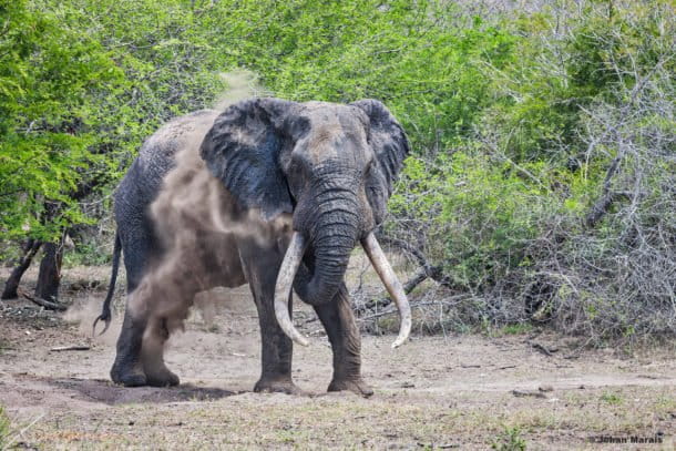 Expansion of a famous elephant park holds out hope for Africa's big tuskers