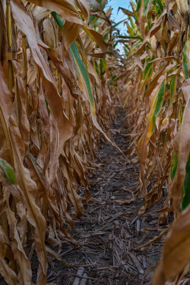 Modern farms need both high- and low-tech farming practices (commentary)