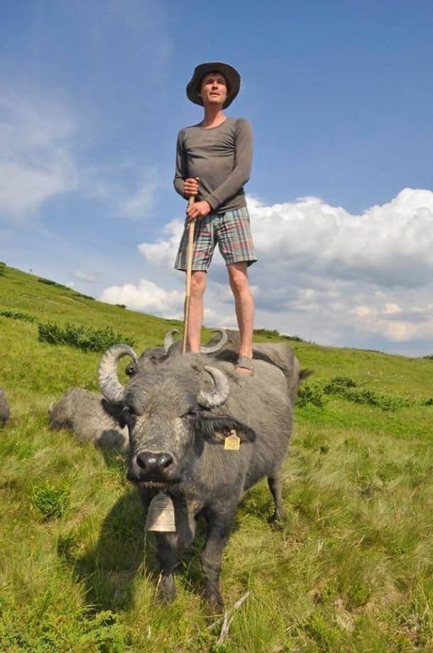 Why is Europe rewilding with water buffalo?
