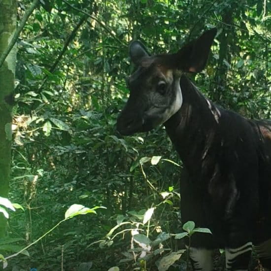 Shreya Dasgupta, Author at Conservation news