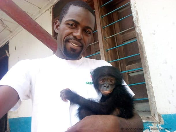 Bonobo conservation stymied by deforestation, human rights abuses