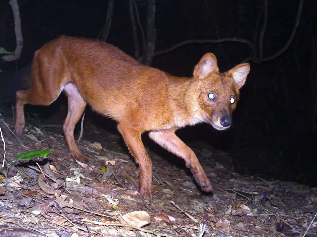 How Laos lost its tigers