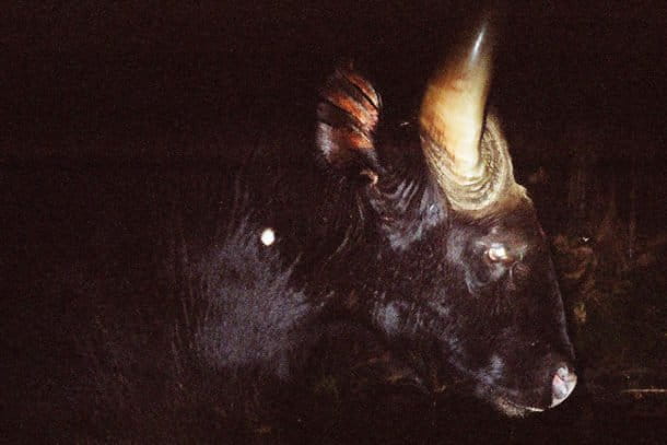 How Laos lost its tigers