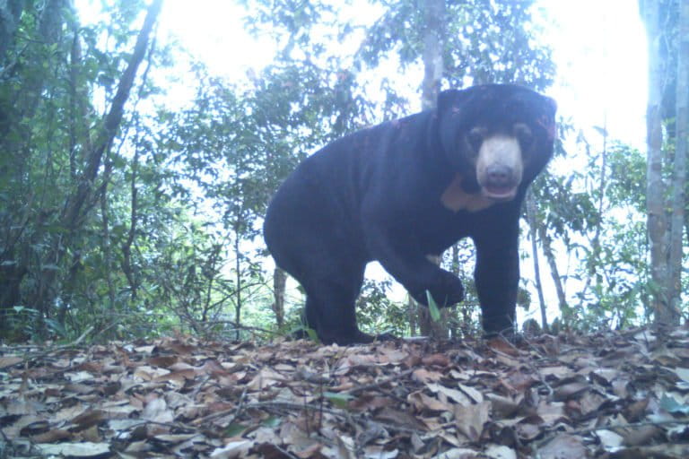 How Laos lost its tigers