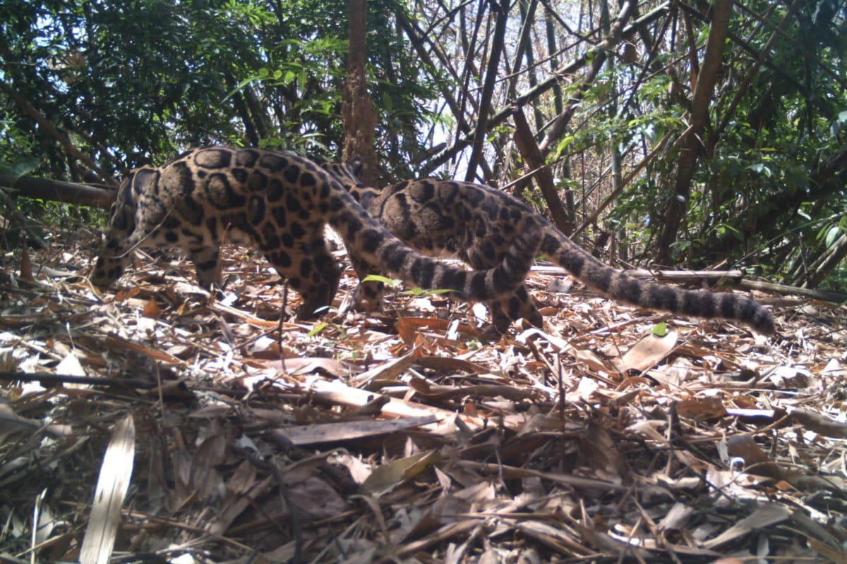 How Laos lost its tigers
