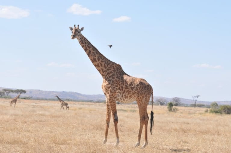 Can camera traps diagnose the severity of a mystery giraffe skin disease?