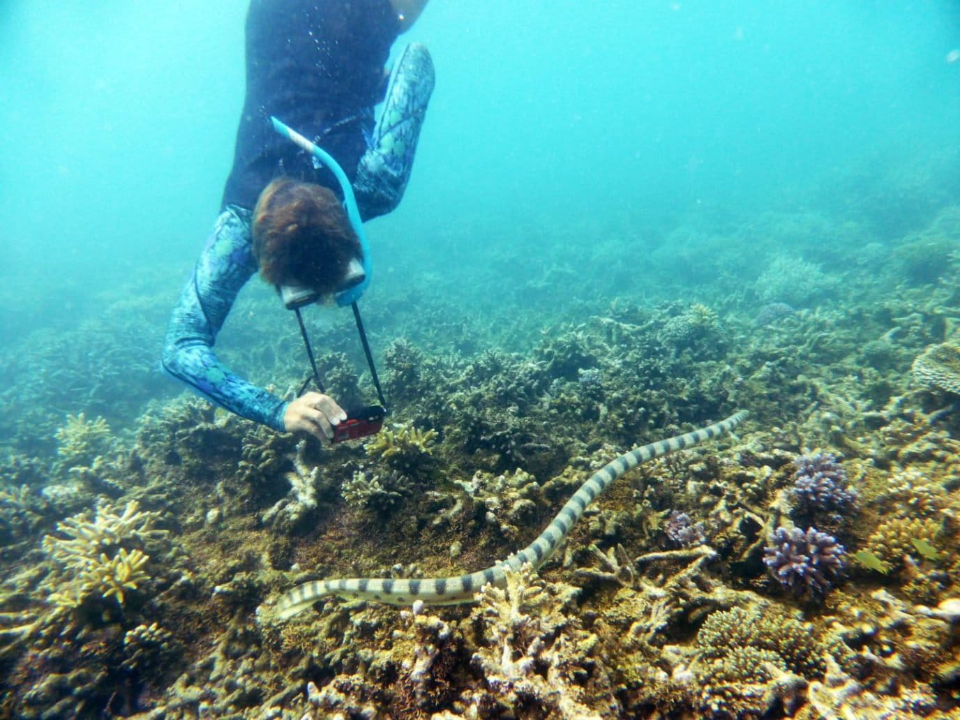 ‘Fantastic grandmothers’ snorkel, help uncover large sea snake population