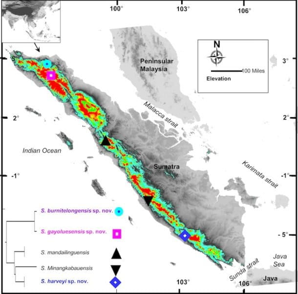 New toads named from a Sumatran biodiversity trove that’s under threat