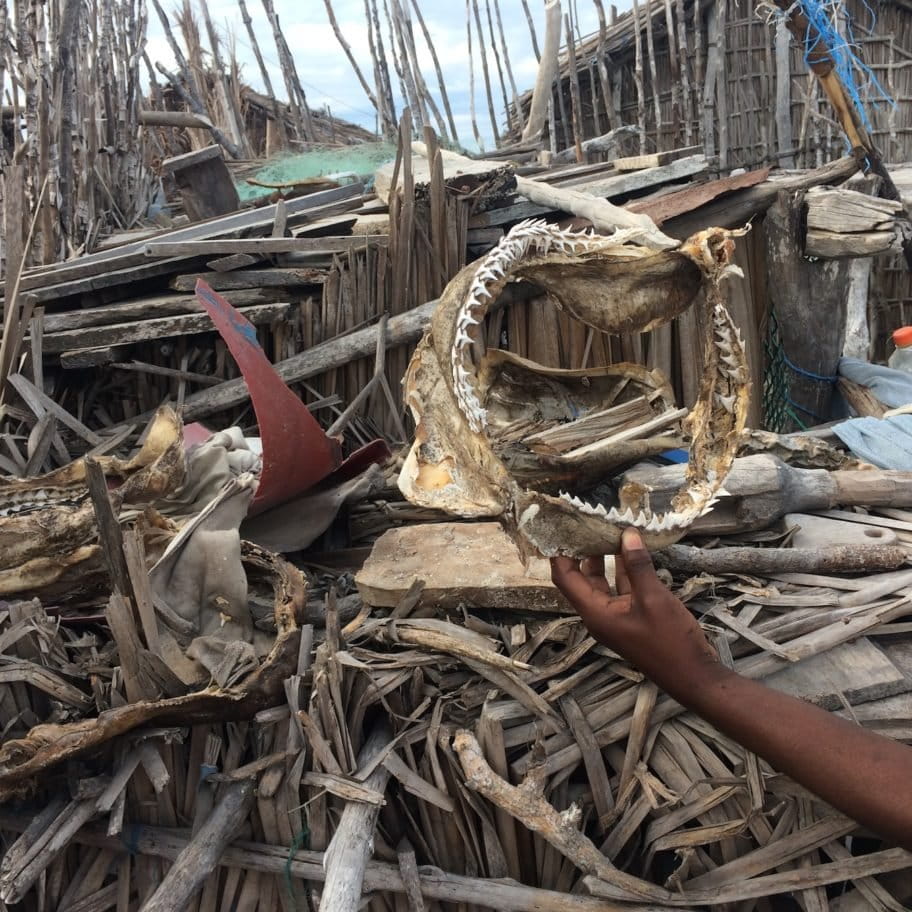 Edward Carver Archives - Conservation news