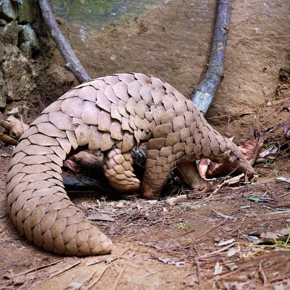 Dilrukshi Handunnetti Archives - Conservation news