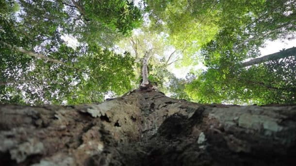 LIDAR technology leads Brazilian team to 30 story tall Amazon tree