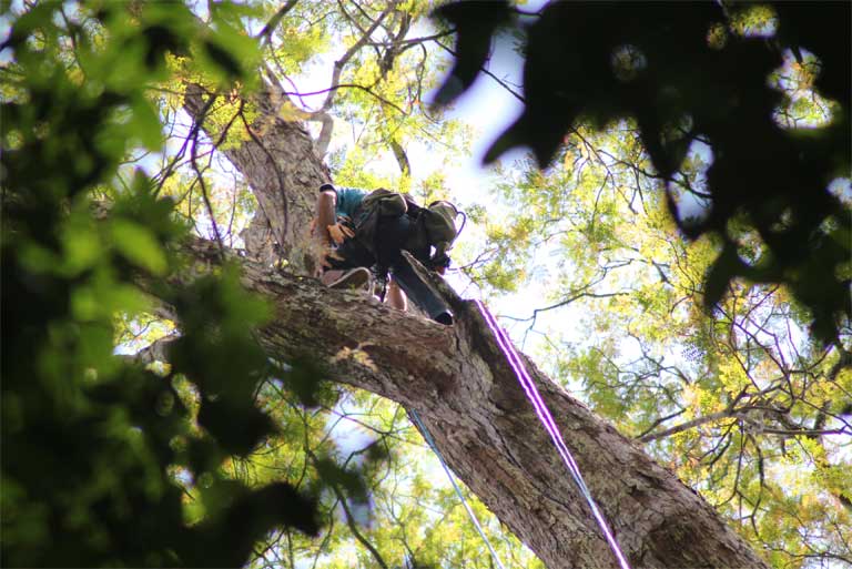 LIDAR technology leads Brazilian team to 30 story tall Amazon tree