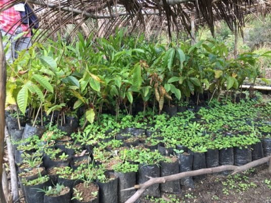 Madagascar’s bold reforestation goal lacks a coherent plan, experts say