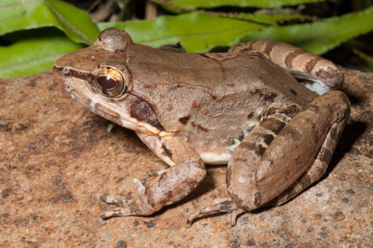 Rapid genetic test traces spread of fungus that kills frogs, reveals ...