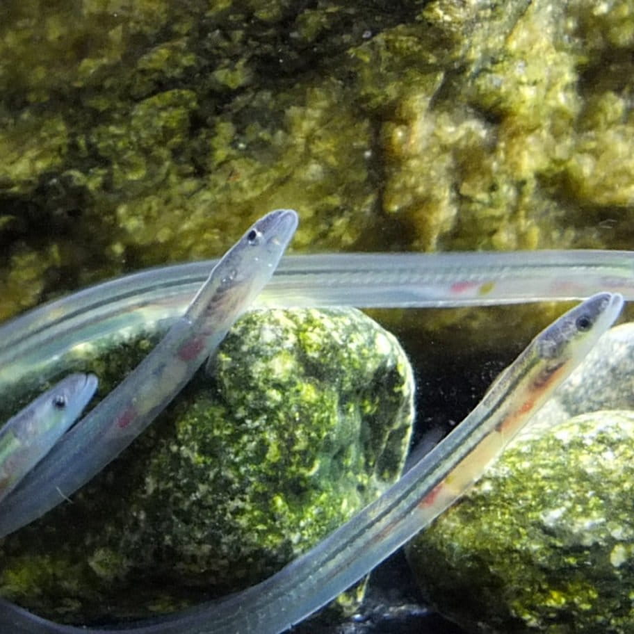 Conservation news on Atlantic Ocean