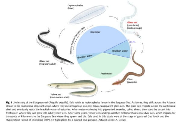 Moon and Earth’s magnetic field guide European eels on their epic migration