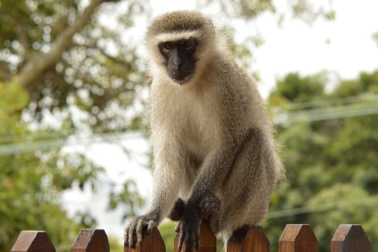 Vervet Monkey in Durban