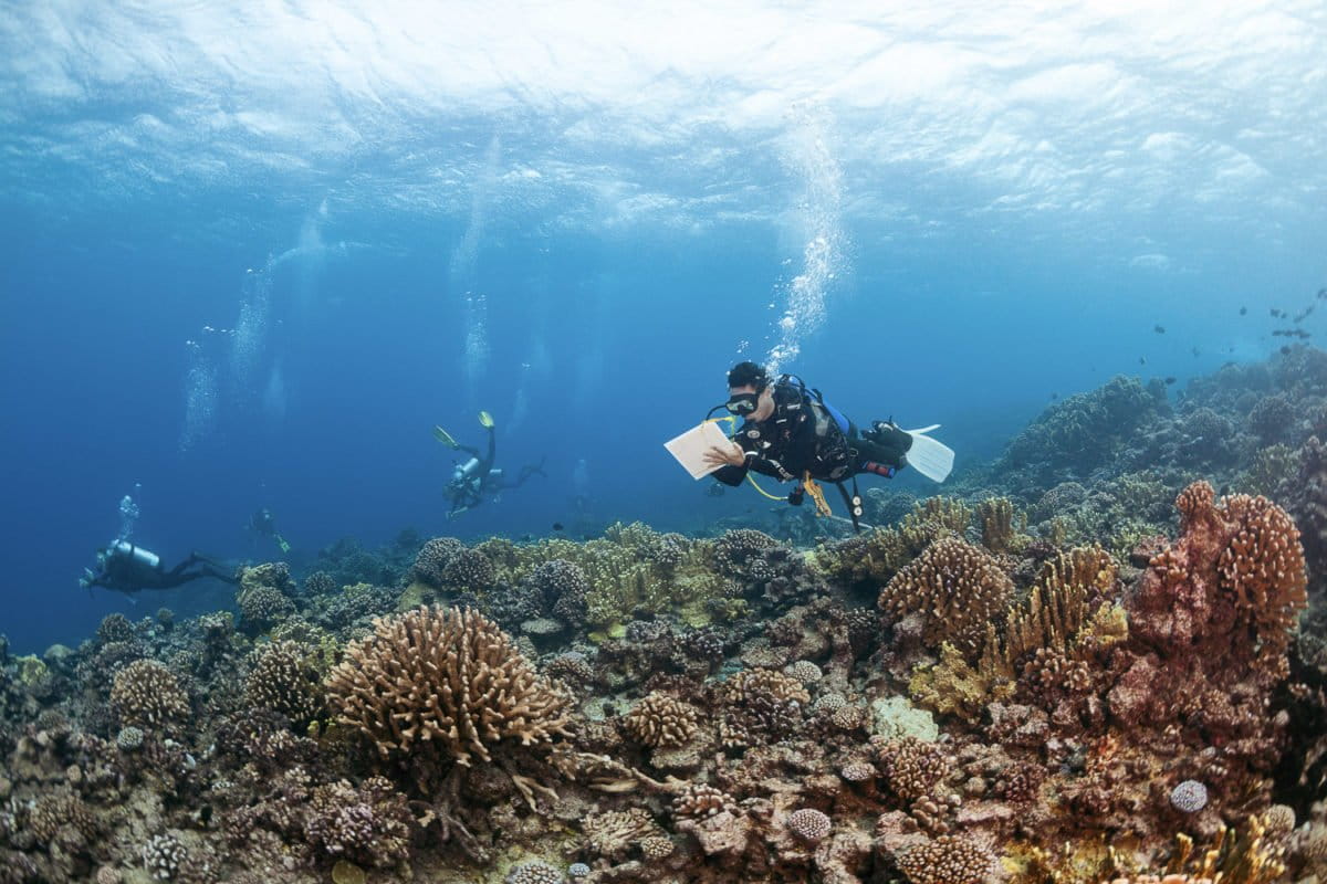 Largest coral reef survey in French Polynesia offers hope