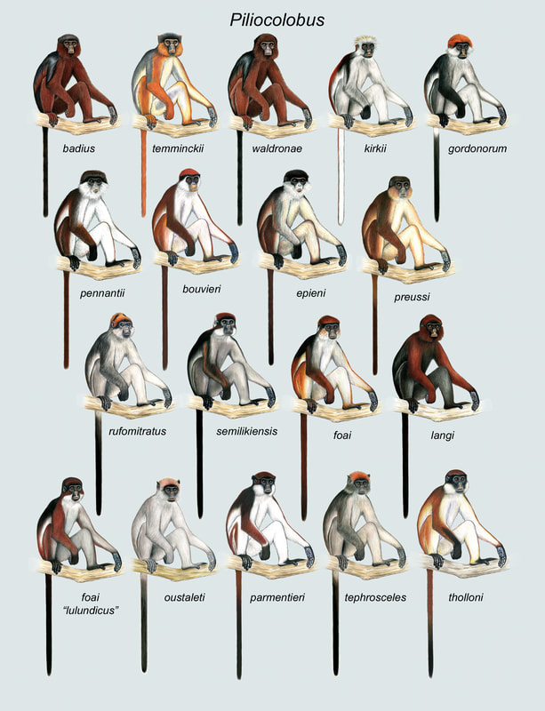 Action plan for red colobus