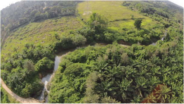 Mass tree planting along India’s Cauvery River has scientists worried