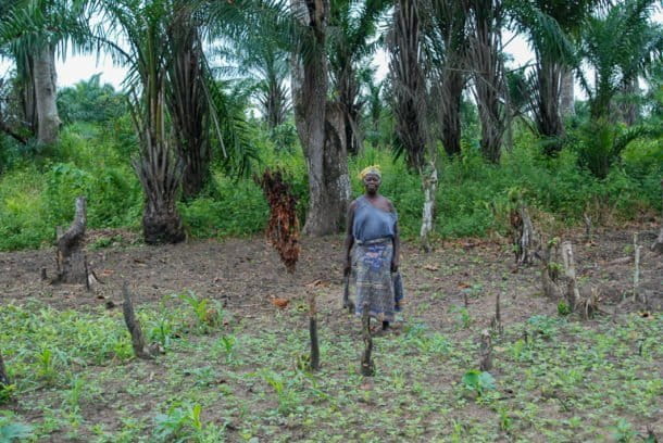Subsistence farming topples forests near commercial operations in Congo