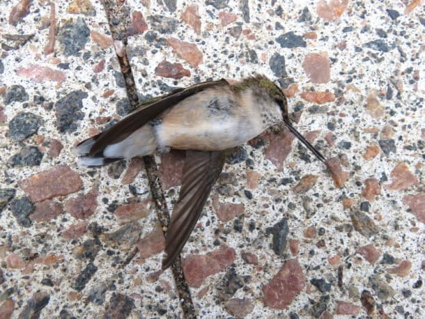 Window tech could save billions of birds, and it’s already here