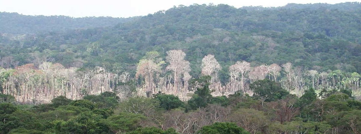Impending Amazon tipping point puts biome and world at risk, scientists ...