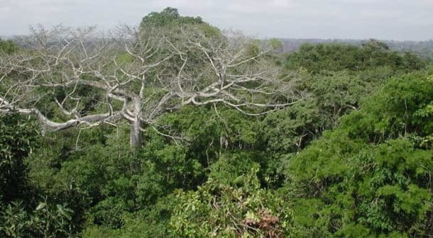 Impending Amazon tipping point puts biome and world at risk, scientists ...