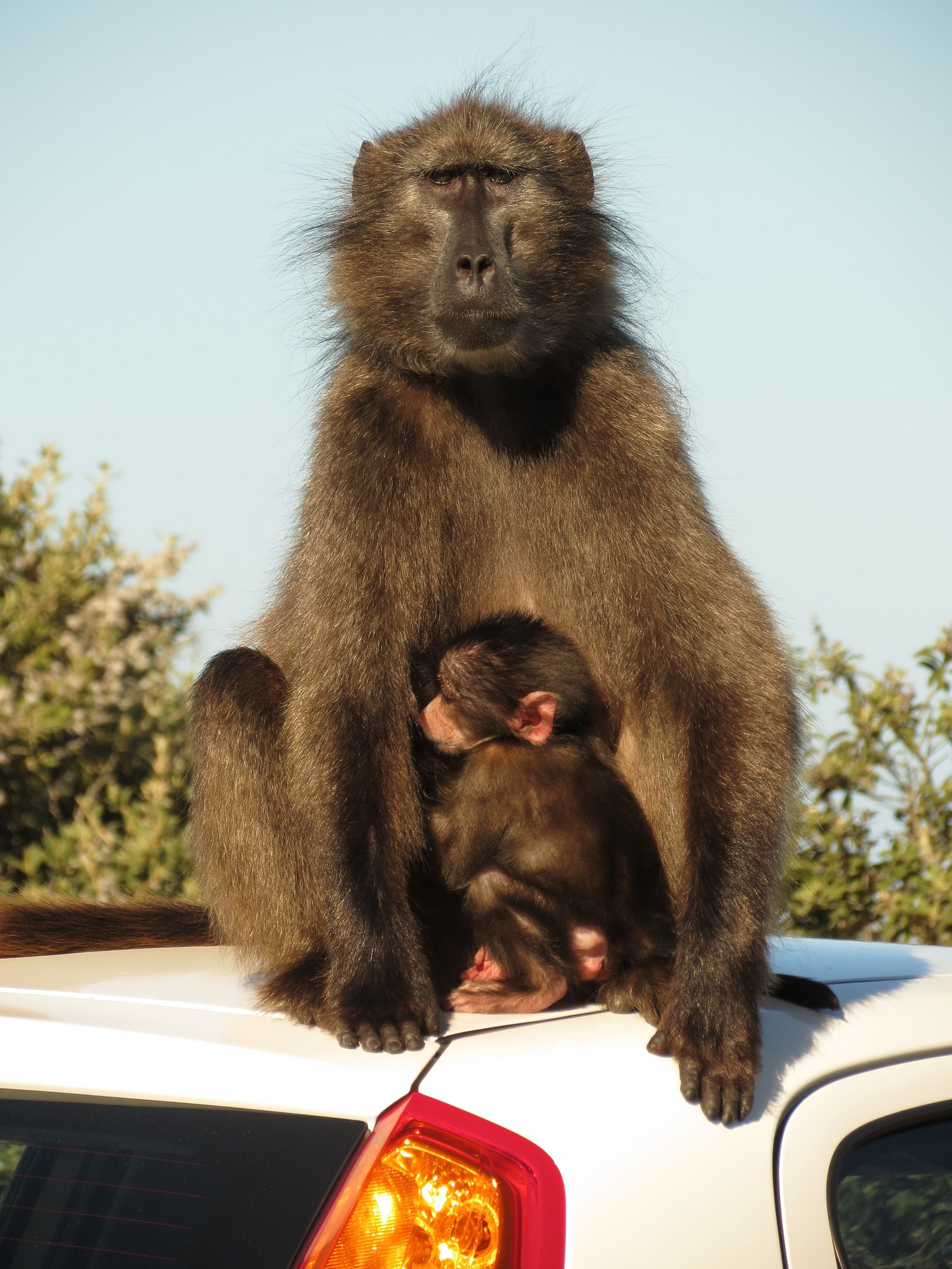 Urban wildlife: Managing Cape Town’s baboons