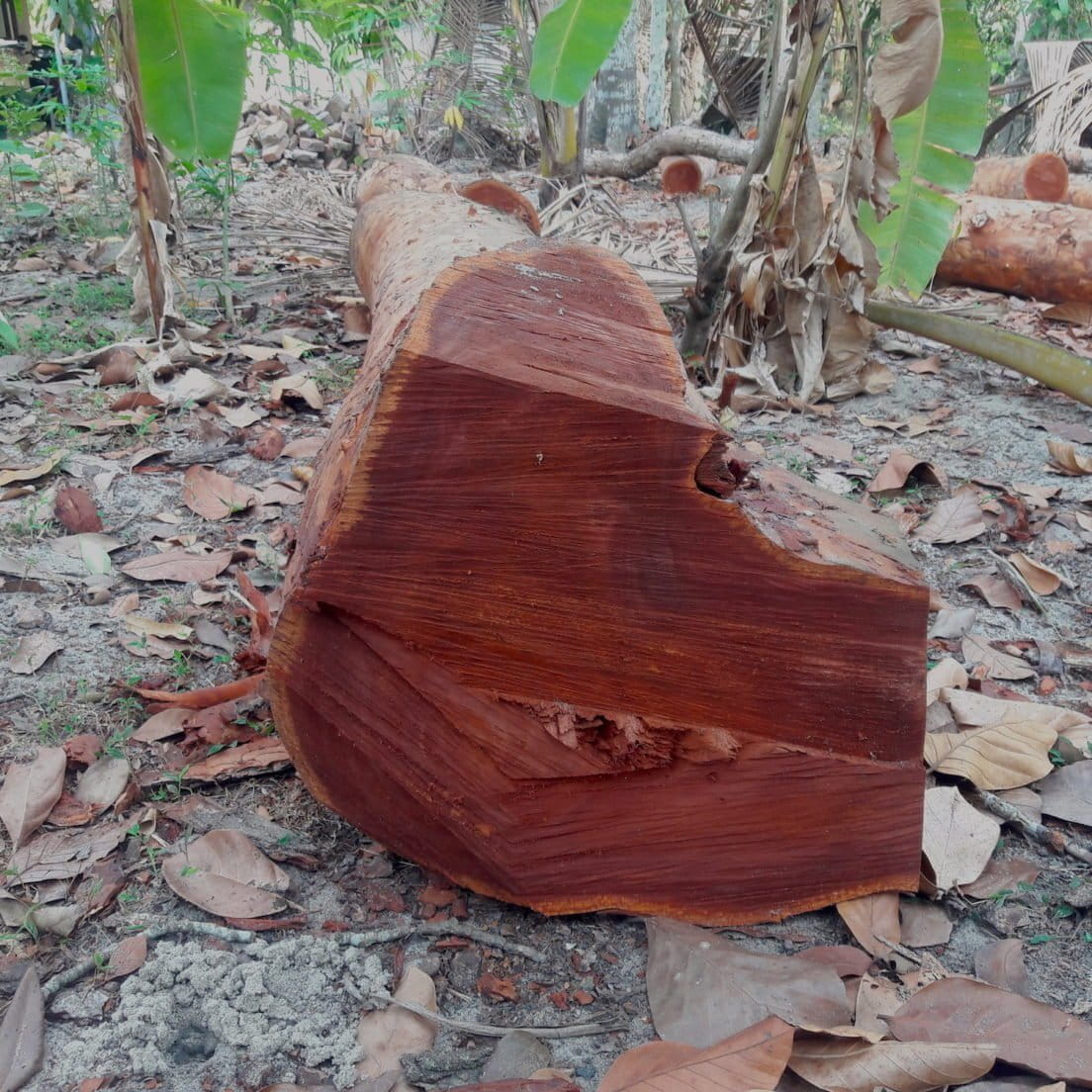 January 2020 - Conservation news