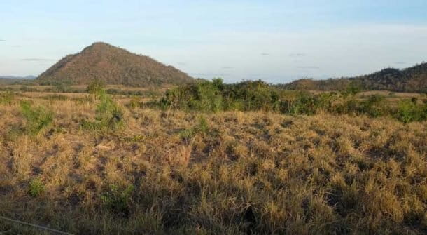 Private firms will pay soy farmers not to deforest Brazil’s Cerrado