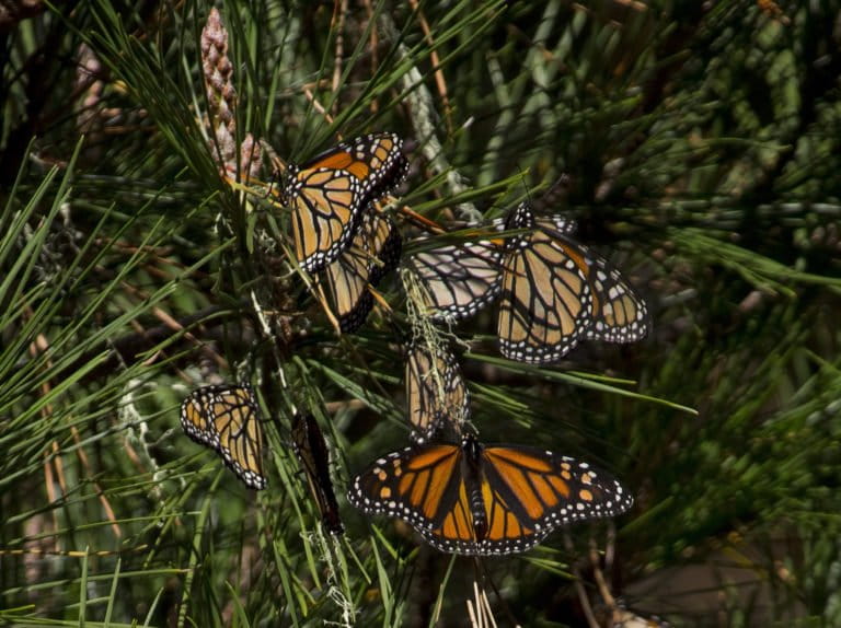 Western monarchs make a spectacular comeback in California