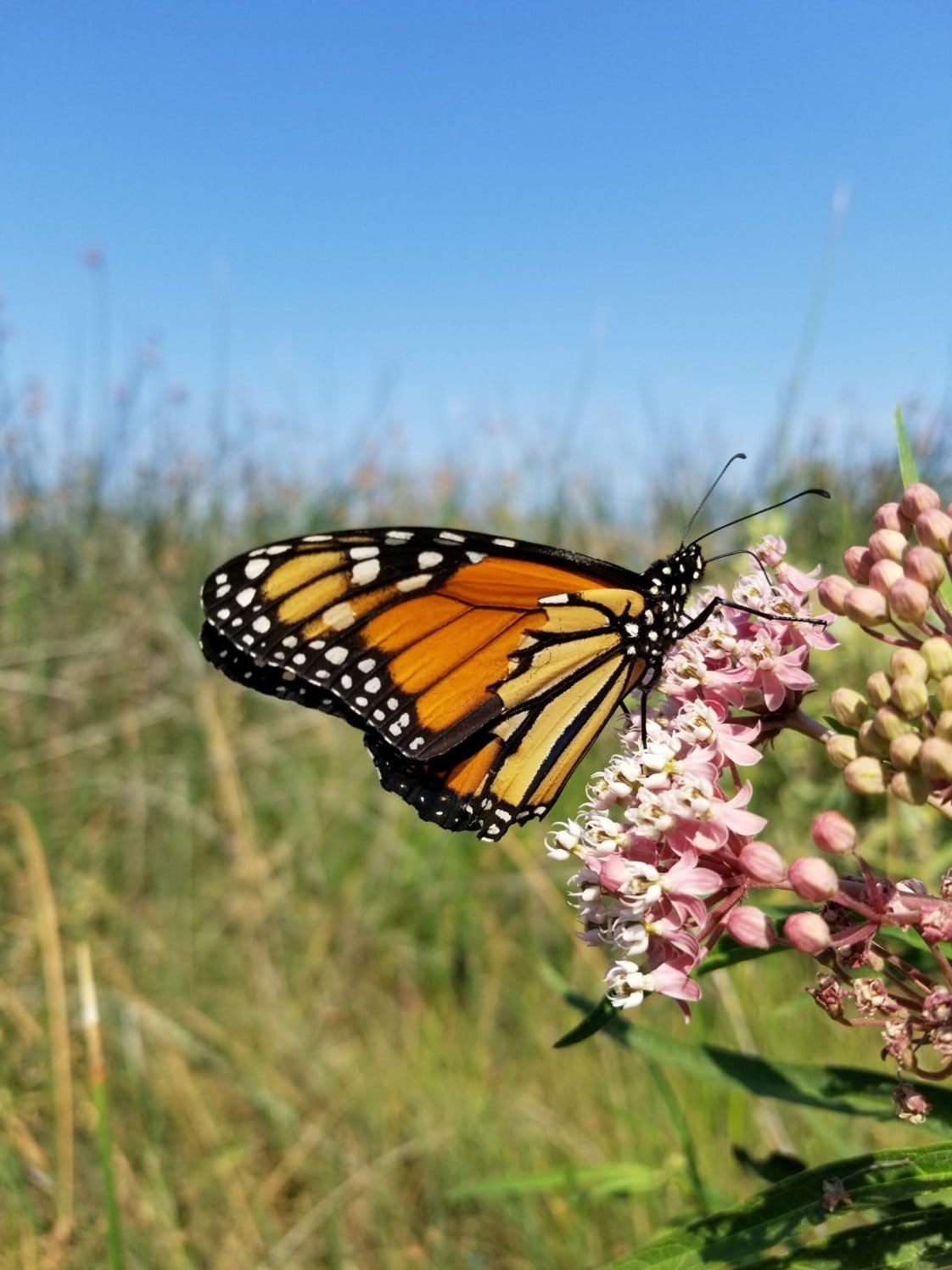 Western monarch butterfly numbers critically low for second straight year
