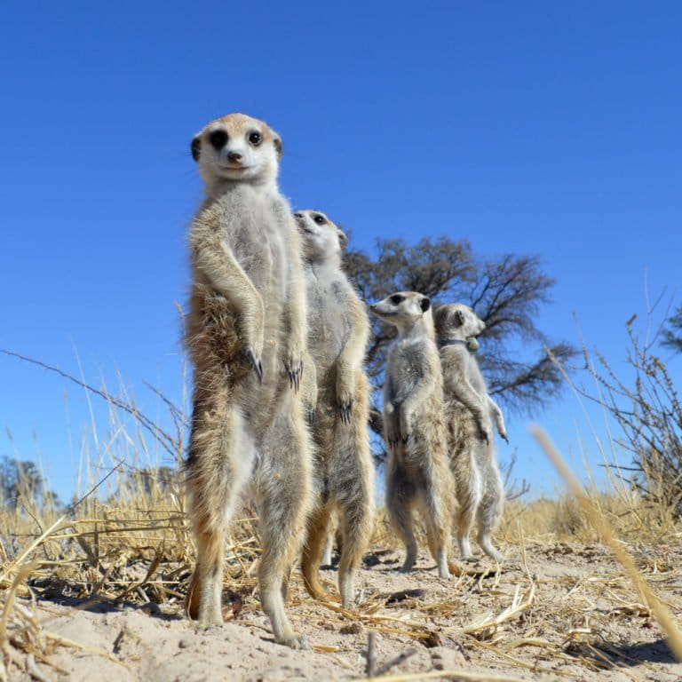 As temperatures rise, meerkat pups feel the heat